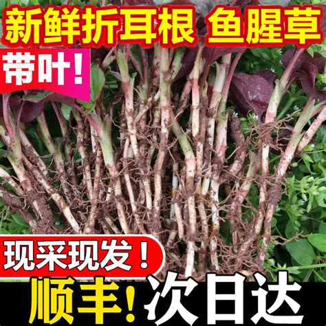 顺丰四川折耳根新鲜鱼腥草猪鼻孔现挖野菜蔬菜嫩叶凉拌菜 2500g【只有根】 顺丰【图片 价格 品牌 报价】 京东