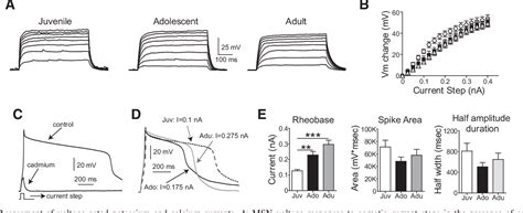 Figure 2 From Maturation Of Excitatory Synaptic Transmission Of The Rat Nucleus Accumbens From