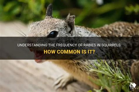 Understanding The Frequency Of Rabies In Squirrels How Common Is It