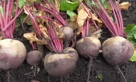 Як садити вирощувати та доглядати за буряком Читайте на Ukr Net