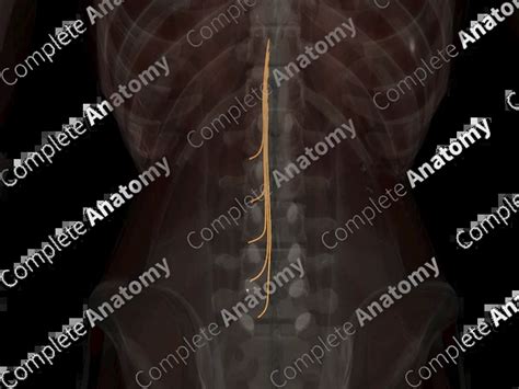 Anterior Roots Of Lumbar Nerves Left Complete Anatomy
