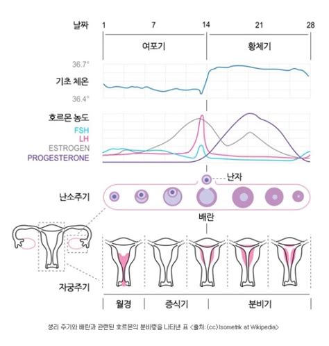 임신과정배란수정착상 그리고 임신과 월경 네이버 블로그