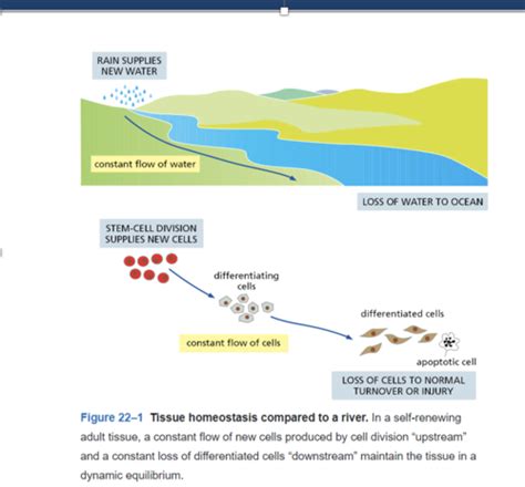 Cell Communities Tissues Stem Cells And Cancer Flashcards Quizlet