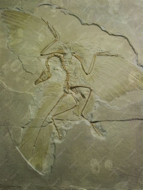 Premium Photo Fossil Of Archaeopteryx Lithographica Preserved In Limestone Showcasing Feather