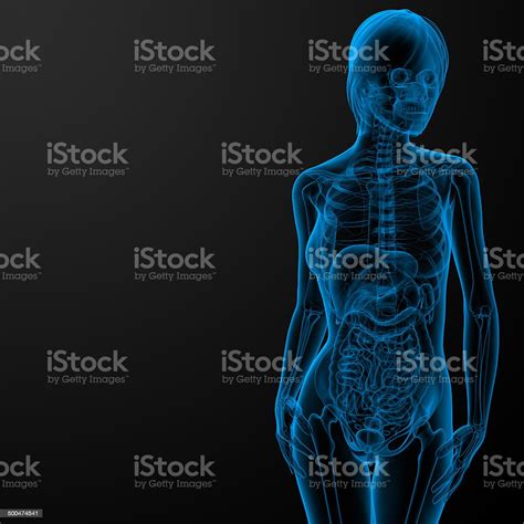 3 D 렌더링 디스트리토 일러스트 는 여성 해부 구조 경련에 대한 스톡 사진 및 기타 이미지 경련 생물학 아픔 Istock