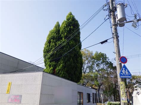 年間植栽管理狭い中庭にある高さ67mのゴールドクレスト1本の伐採作業を2人半日で実施した事例京都府八幡市 大阪京都の植木屋松正