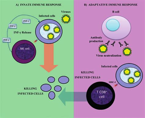 Immune Response Against Viruses A Innate Immune Response Nk Cells Download Scientific