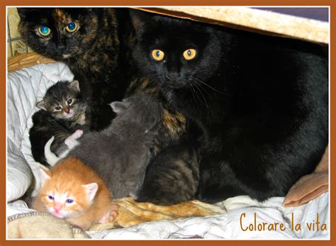 Immagini Gattini Cuccioli