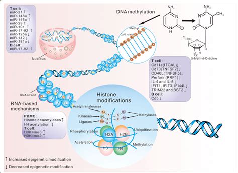Histone Modifications What Is Epigenetics