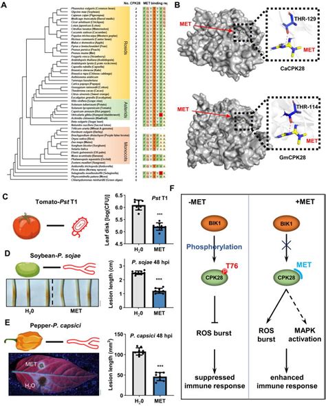 Metformin Blocks Bik1 Mediated Cpk28 Phosphorylation And Enhances Plant