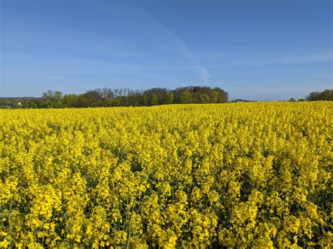 Ceny rzepaku w kraju w kontraktach na nowe zbiory bardzo mocno w dół