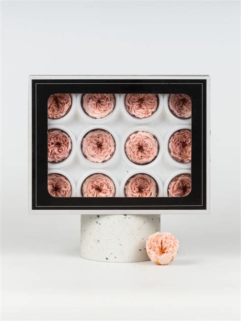 Троянда стабілізована Roseamor S Al Pin 04 піоноподібна світло рожева купити в Україні за