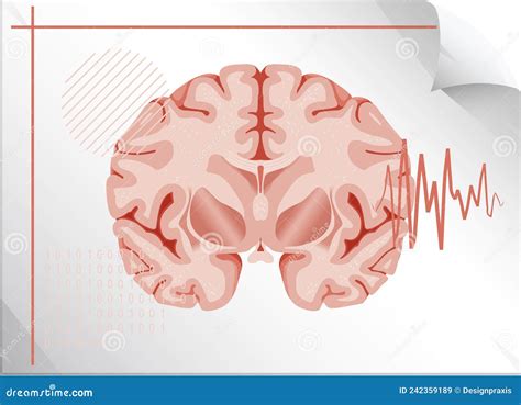 Brain Transverse Section Illustration Stock Vector Illustration Of