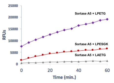 Active Motif Sortase A5 Pentamutant LPXTG Labeling Protein
