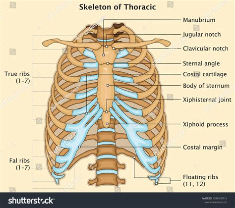Anatomy Of Suprasternal Notch At Dylan Mcmahon Blog