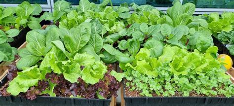 Urban Farming Wsq Nanyang Valley