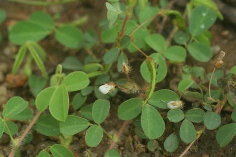 Hkbih Species Information