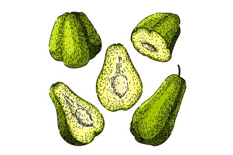Chayote Healthy Set Sketch Hand Drawn Ve Graphic By Pikepicture