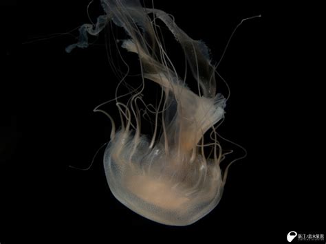 休館日を経て えのすいトリーター日誌 新江ノ島水族館