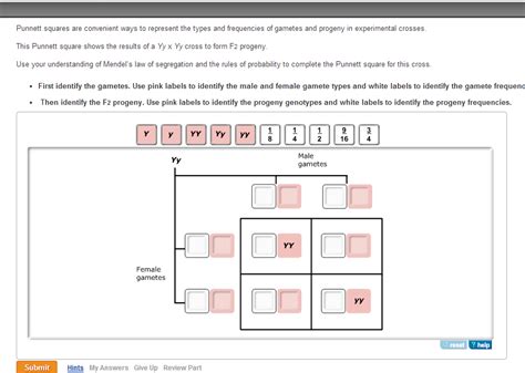 Part C Using The Punnett Square To Make Predictions