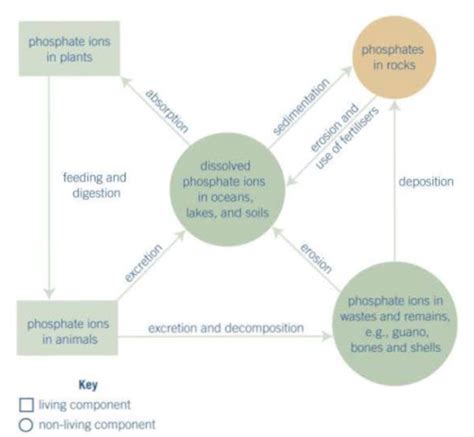 The Phosphorous Cycle And Fertilisers Flashcards Quizlet