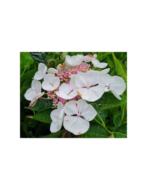 Hydrangea Macrophylla Lanarth White
