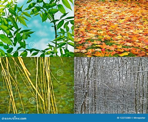 4 seasons stock photo. Image of abstract, leaf, naked - 12273380