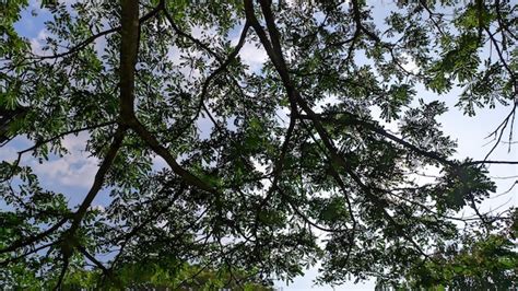 Premium Photo View Of Tree Canopy In Indonesia