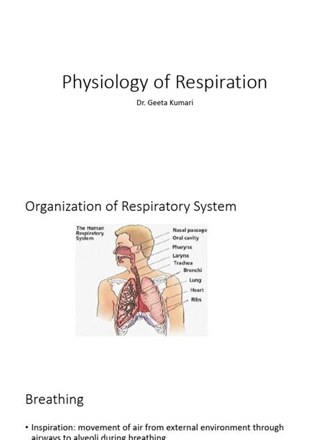 Respiration Physiology Pdf Respiratory System Breathing