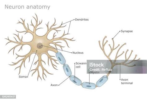 Illustration De Lanatomie Des Neurones Vecteurs Libres De Droits Et