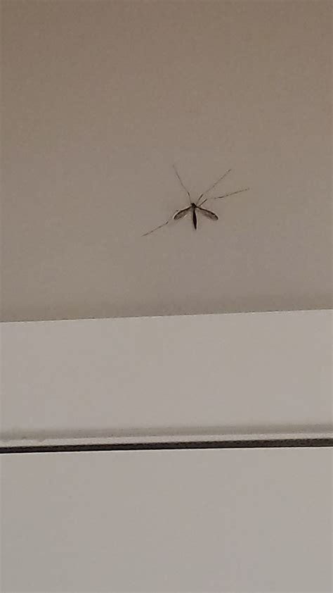 Whats This Im In Pennsylvania R Insects