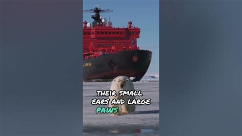 How Do Polar Bears Stay Warm In The Arctic 🐻‍ ️ ️ Youtube