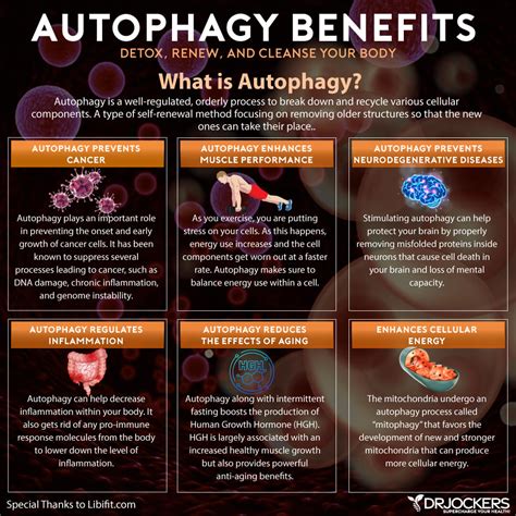 The Truth About Mtor Autophagy And Longevity