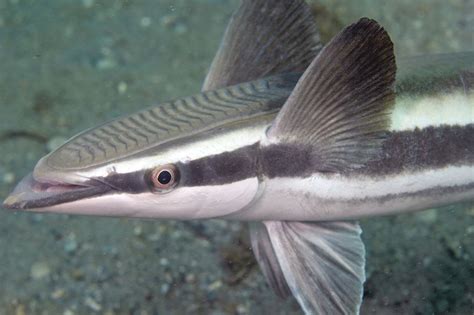 Remora Real Monstrosities