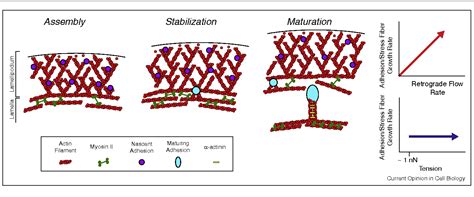 Figure 1 From Stressing The Limits Of Focal Adhesion Mechanosensitivity Semantic Scholar