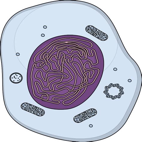 Cell Interphase Nucleus Figure Science Figures