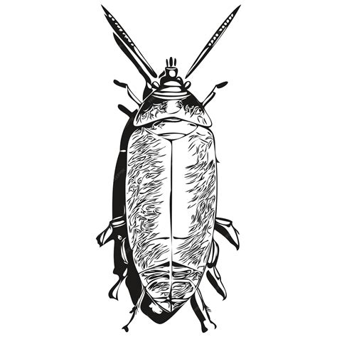 Premium Vector Hand Drawn Cartoon Cockroach Vector Vintage