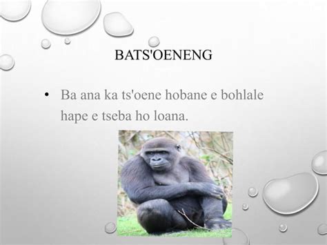 Liboko Tsa Basotho Pptx