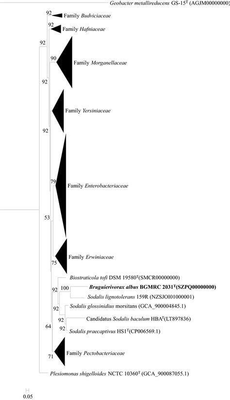 whole genome based phylogenetic tree constructed using ubcgs