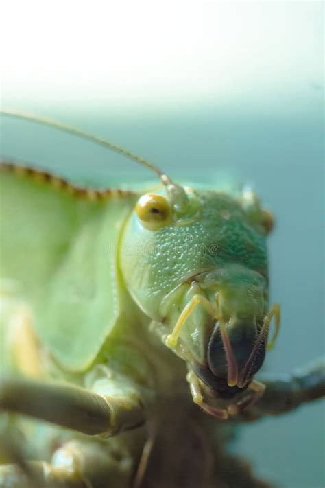 Big Grasshopper Extremely Close Up Stock Image Image Of Jolly Grasshopper 313252049