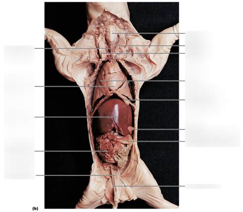 Ventral Body Cavity Organs Diagram Quizlet