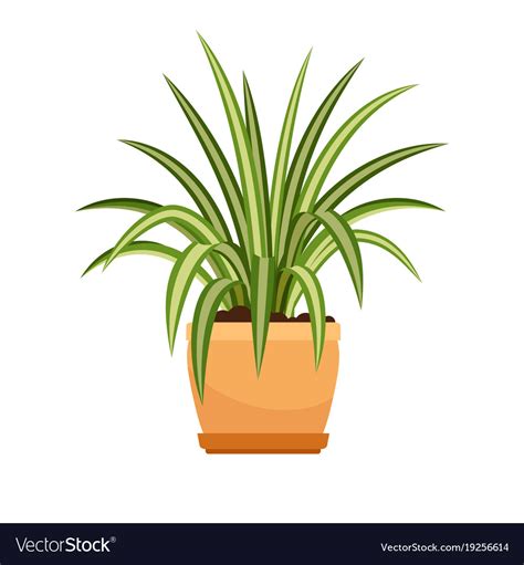 Chlorophytum House Plant In Flower Pot Royalty Free Vector
