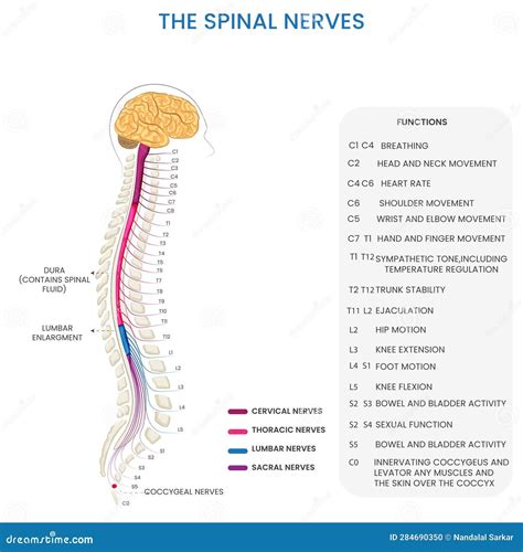 Spinal Nerves Anatomy And Function