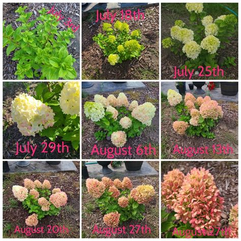 Babe Lime Punch Hydrangea Blooms In Chicago