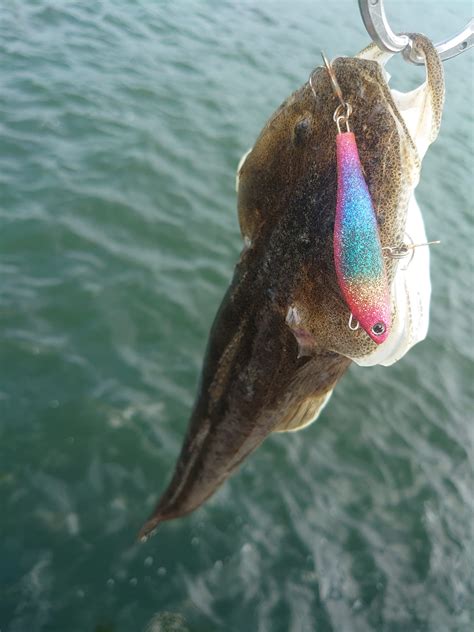 無限ルアー釣果仙台周辺サーフにてK2無限ルアーでマゴチが釣れたどぉ 茨城県大洗町の釣具 金丸釣具店 大洗港から徒歩3分 大洗港