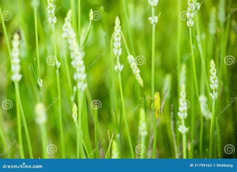 Grasshopper In The Field On The Grass Stock Image