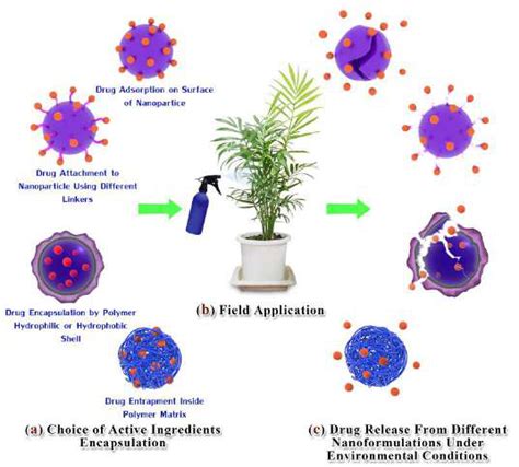 Schematic Presentation Of Different Nanoformulations Synthesized