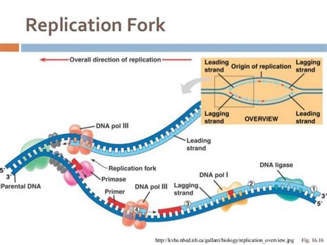 Replication Fork