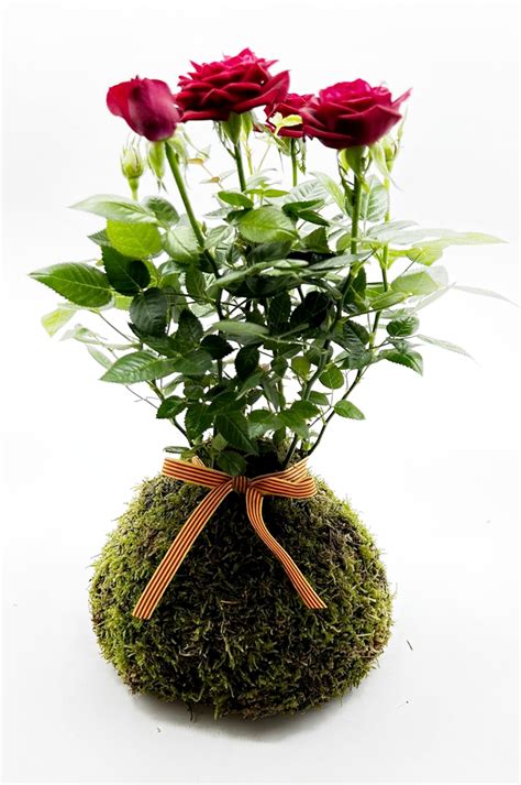 Rosal De Pitiminí La Dama De Koke