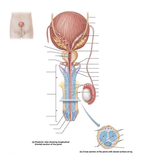 Male Anatomy Pt 3 Diagram Quizlet